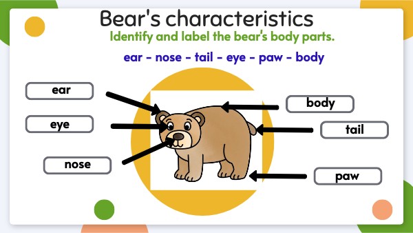 Bear's characterisitcs