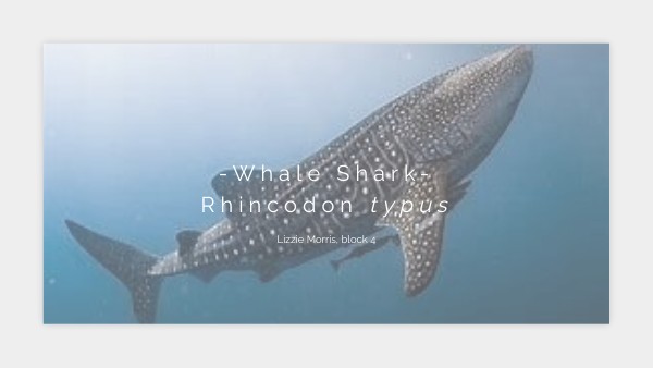 whale shark presentation | Genially