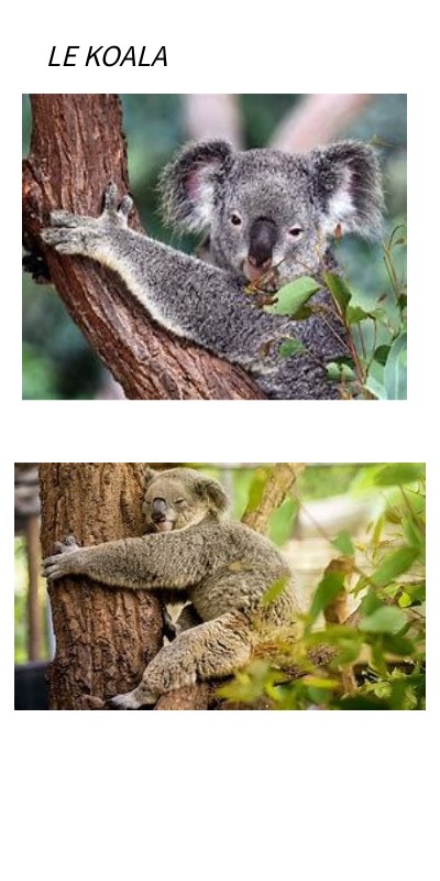 Le koala svt | Genially