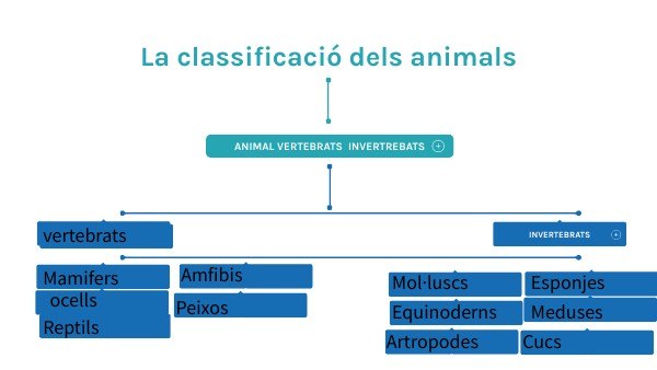 CONCEPT MAP BOXES | Genially