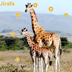 Jirafa | Genially