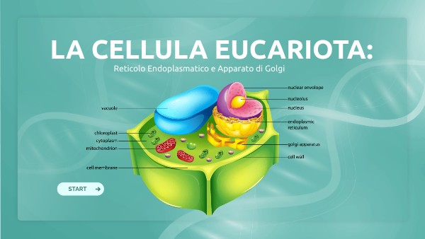 Cellule eucariote - Reticolo Endoplasmatico | Genially