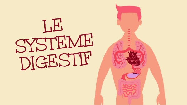 Le système digestif | Genially