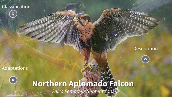Science PBL - Northern Aplomado Falcon | Genially