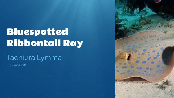 Blue Spotted Ribbontail Ray