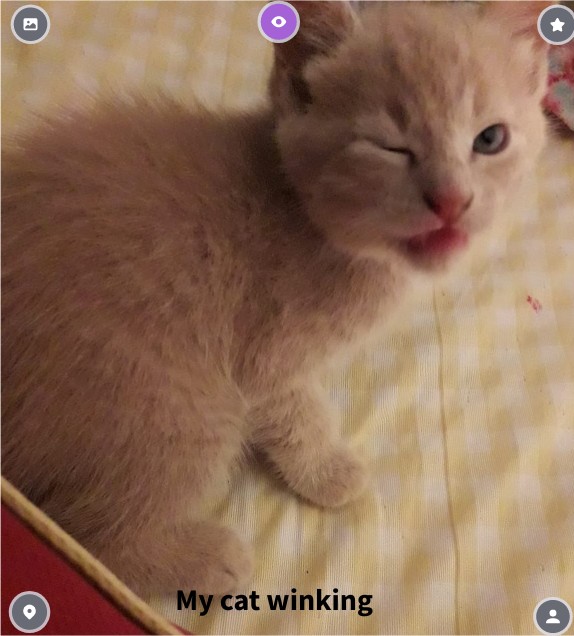 My cat winking | Genially