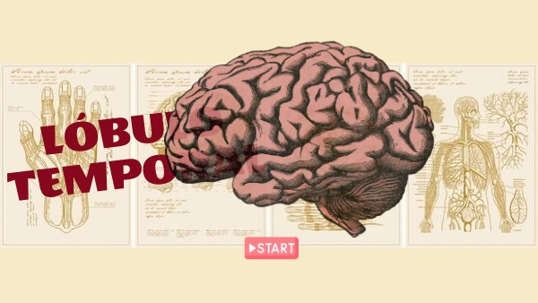 LOBULO TEMPORAL | Genially