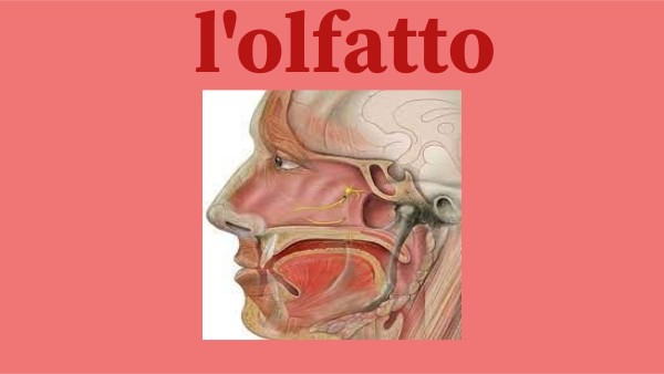 l'olfatto