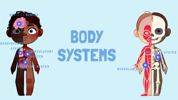 Body Systems 3