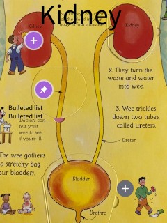 Interactive Kidney diagram