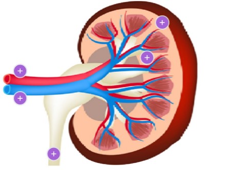 Kidney Internal view