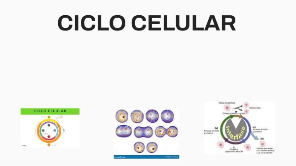 PRESENTACIÓN ciclo celular | Genially