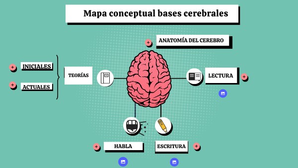 Mapa conceptual bases cerebrales