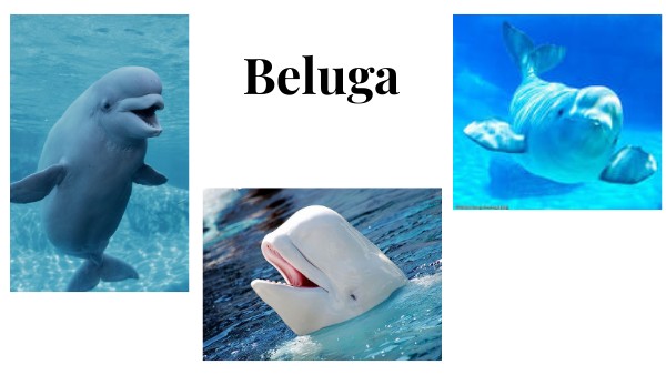 beluga