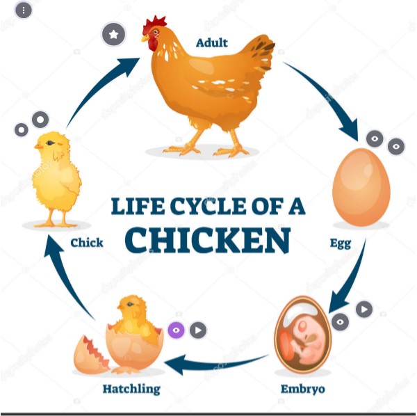 ciclo de vida de una gallina | Genially