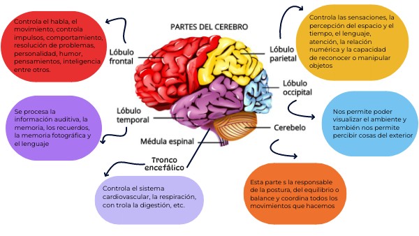 MAPA CONCEPTUAL CEREBRO | Genially