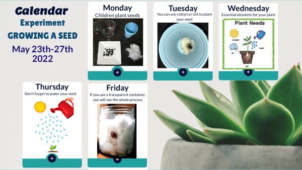 CALENDAR-Experiment: Growing a seed