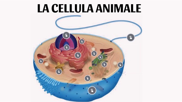 cellula vegetale e animale. | Genially