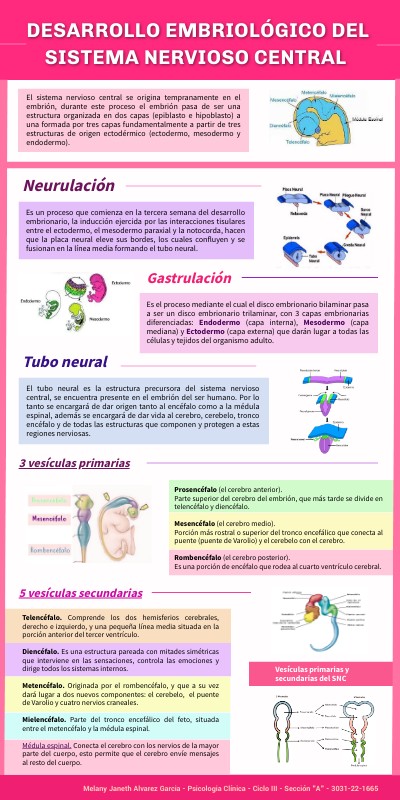 Infografía - Desarrollo embriológico del SNC - Melany Alvarez