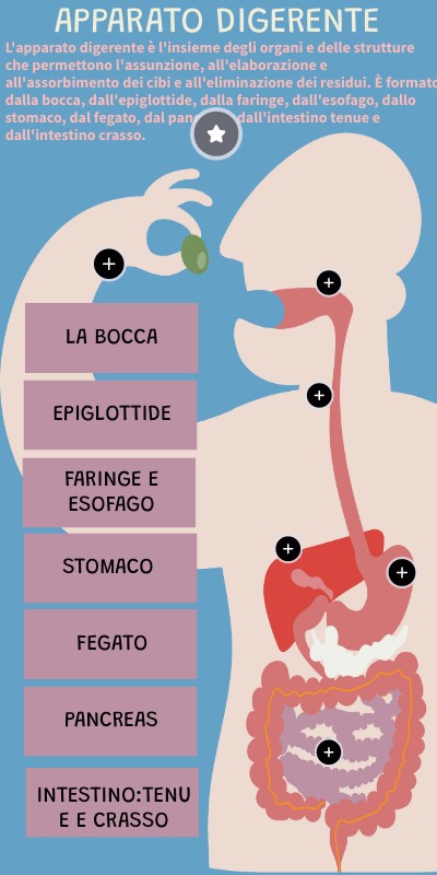 DIGESTIVE VERTICAL INFO