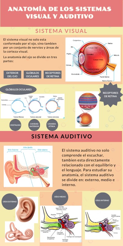 INFO VERTICAL ANATOMIA SIST VISUAL Y AUDITIVO