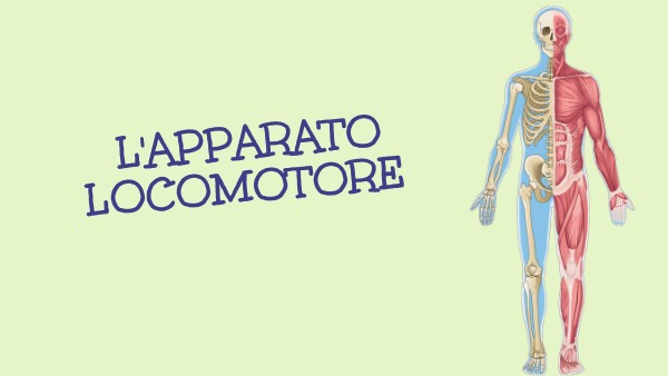 L'apparato locomotore | Genially