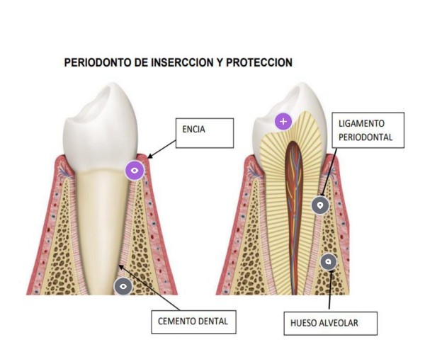 PERIODONTO DE INSERCCION Y PROTECCION | Genially