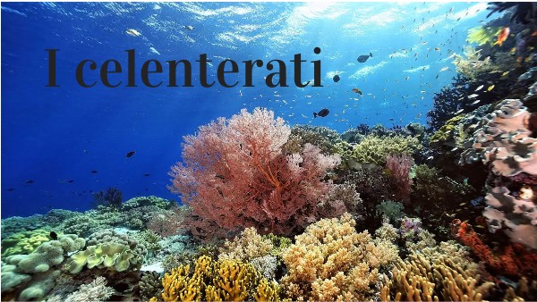 I CELENTERATI