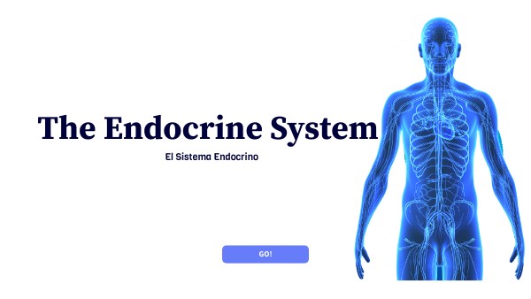 the endocrine system | Genially