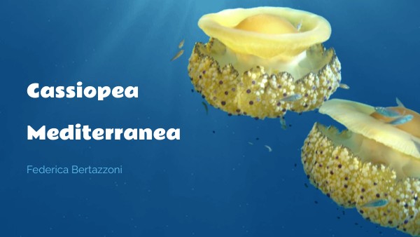 Cassiopea Mediterranea