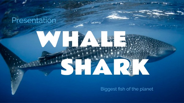 WHALE SHARK | Genially