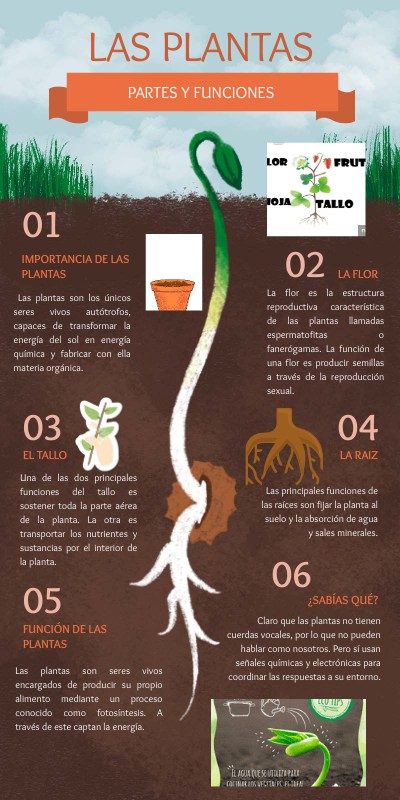 Lista Semilla | Genially