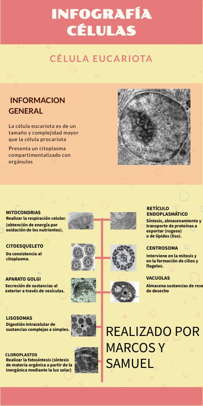 INFO VERTICAL CÉLULAS | Genially