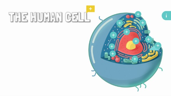 The human cell