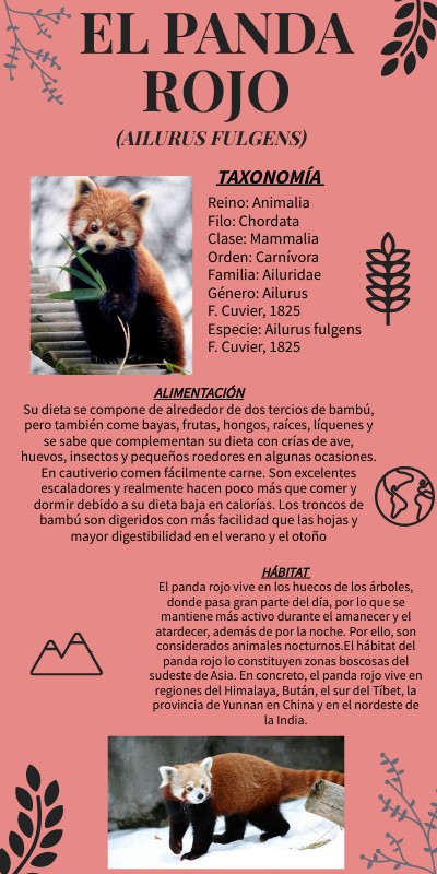 PANDA ROJO | Genially