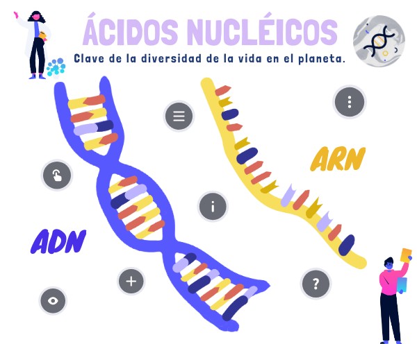 Ácidos nucléicos | Genially