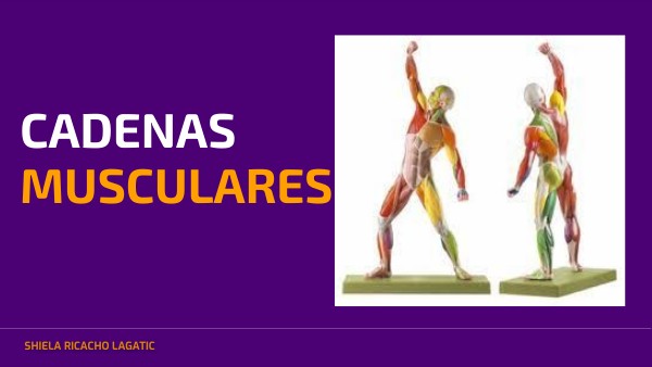 TRABAJO CADENAS MUSCULARES | Genially