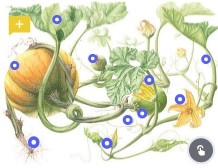 Partes de la Planta de Calabaza | Genially