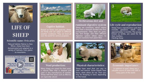 LIFE OF SHEEP - Doris Tolentino | Genially