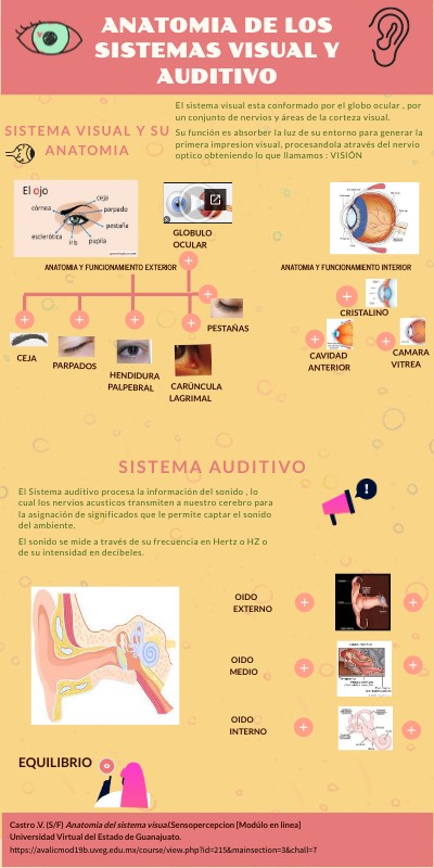 ANATOMIA DE LOS SISTEMAS VISUAL Y AUDITIVO R3
