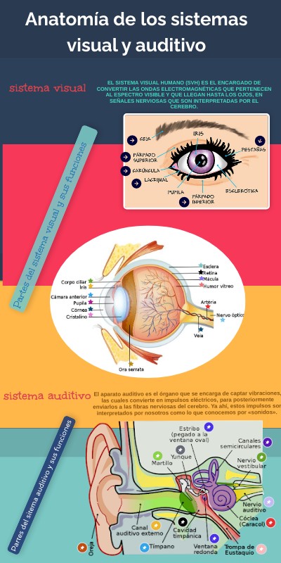 anatomía visual y auditova