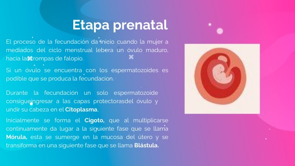 Etapa prenatal | Genially