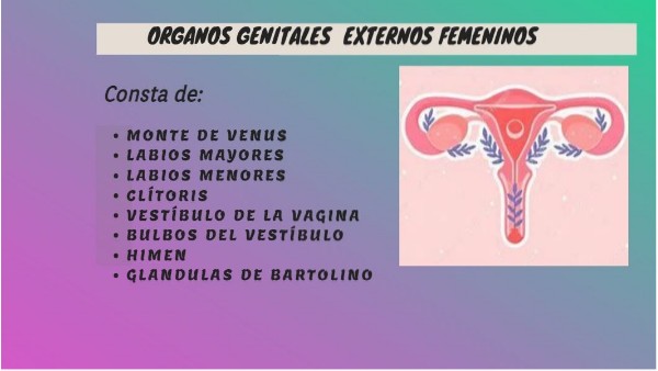 SISTEMA REPRODUCTOR FEMENINO EQUIPO 7 | Genially