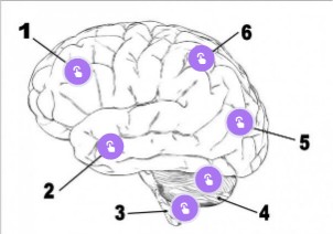 The Human Brain Anatomy