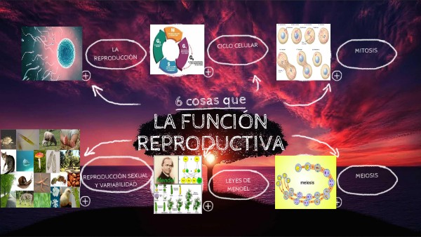 LA FUNCIÓN REPRODUCTIVA | Genially