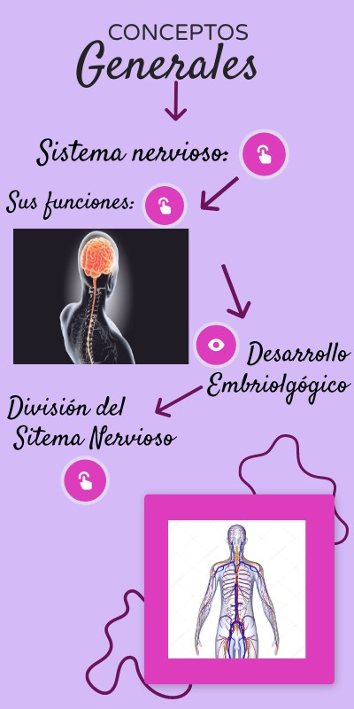infografia sistema nervioso | Genially