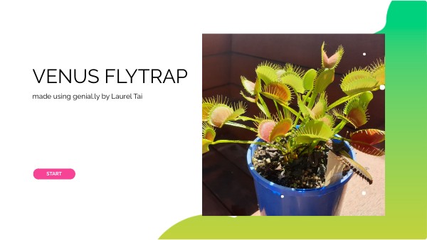 Copy - VENUS FLYTRAP 1