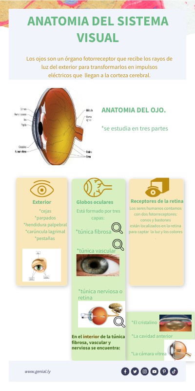 INFOGRAFÍA anatomía del ojo | Genially