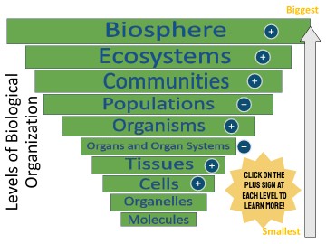 Biological Levels of Organization | Genially