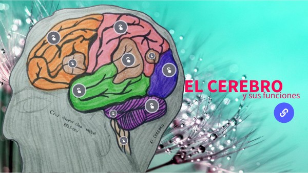 EL CEREBRO